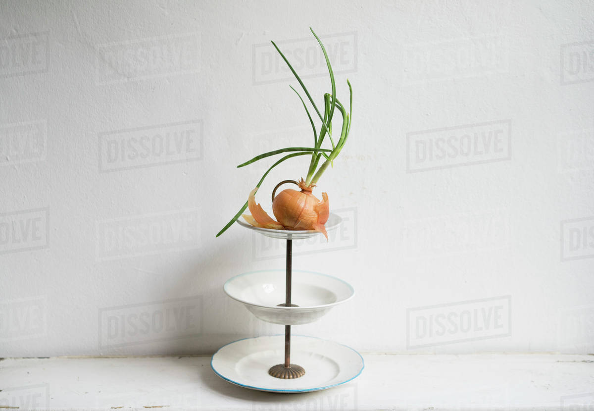Sprouted onion on cake stand - Royalty-free Stock Photo | Dissolve