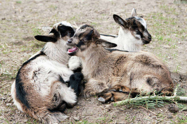 High angle view of goats relaxing on field - Royalty-free Stock Photo ...