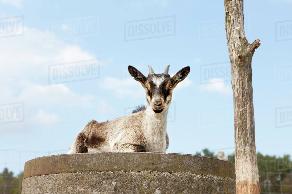 Portrait of goat sitting on wall against sky - Stock Photo - Dissolve