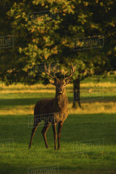 Portrait of deer standing on grassy field - Royalty-free Stock Photo ...