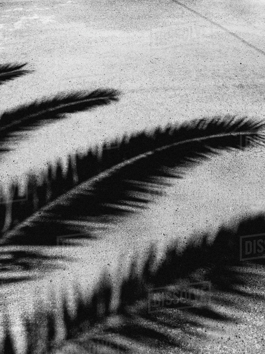 Detail of palm tree branches in shadow - Stock Photo - Dissolve
