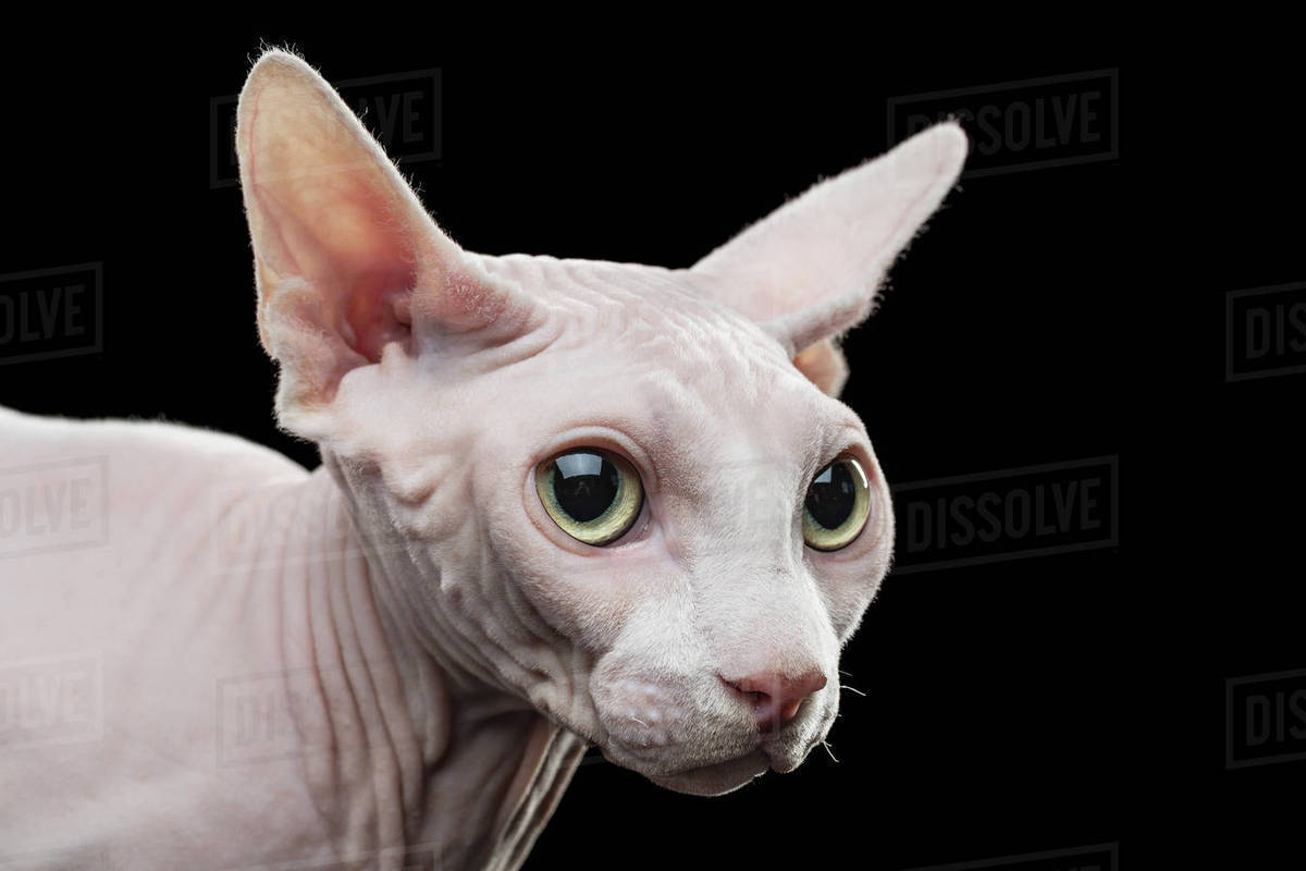 Close-up of Sphynx hairless cat looking away against black background ...