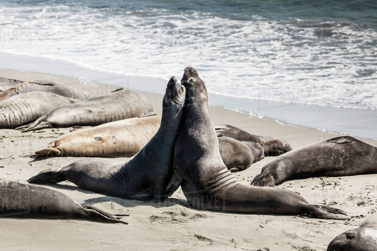 Elephant seals fighting on seashore at beach - Royalty-free Stock Photo ...