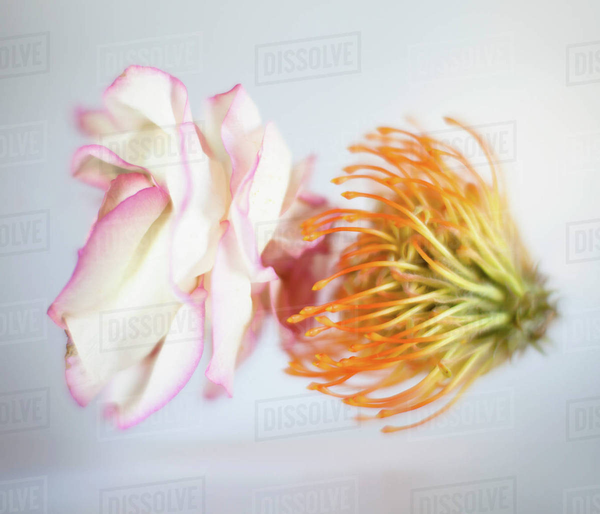 Close-up of wilted flower over white background - Stock Photo - Dissolve
