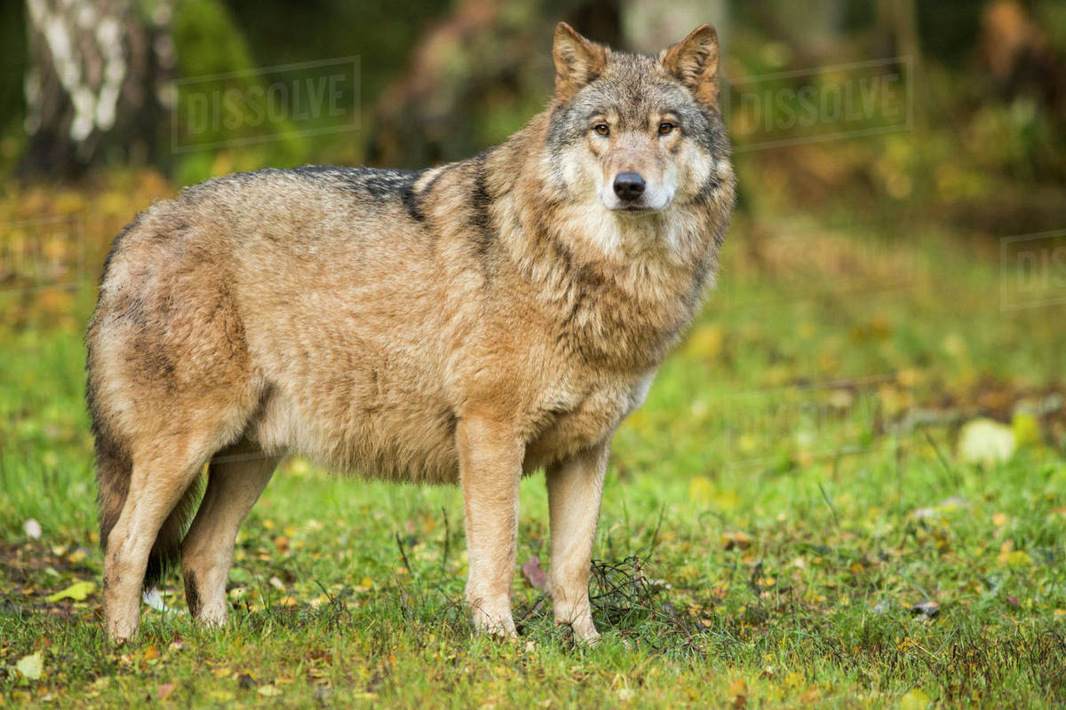 Full length view of wolf in field, Kurile Lake, Kamchatka Peninsula ...