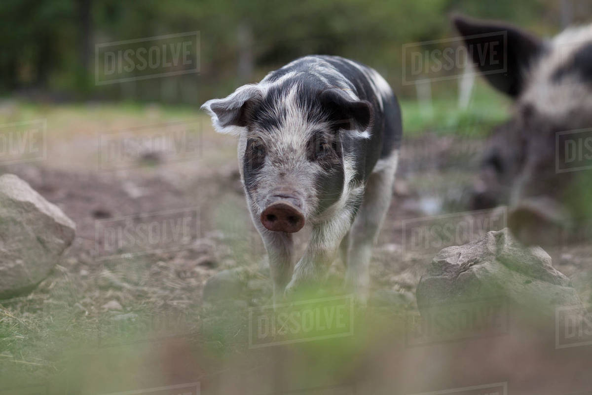 Portrait of pig standing on field - Royalty-free Stock Photo | Dissolve