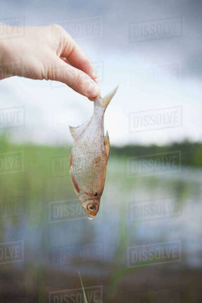 Cropped image of hand holding fish by lake - Royalty-free Stock Photo ...
