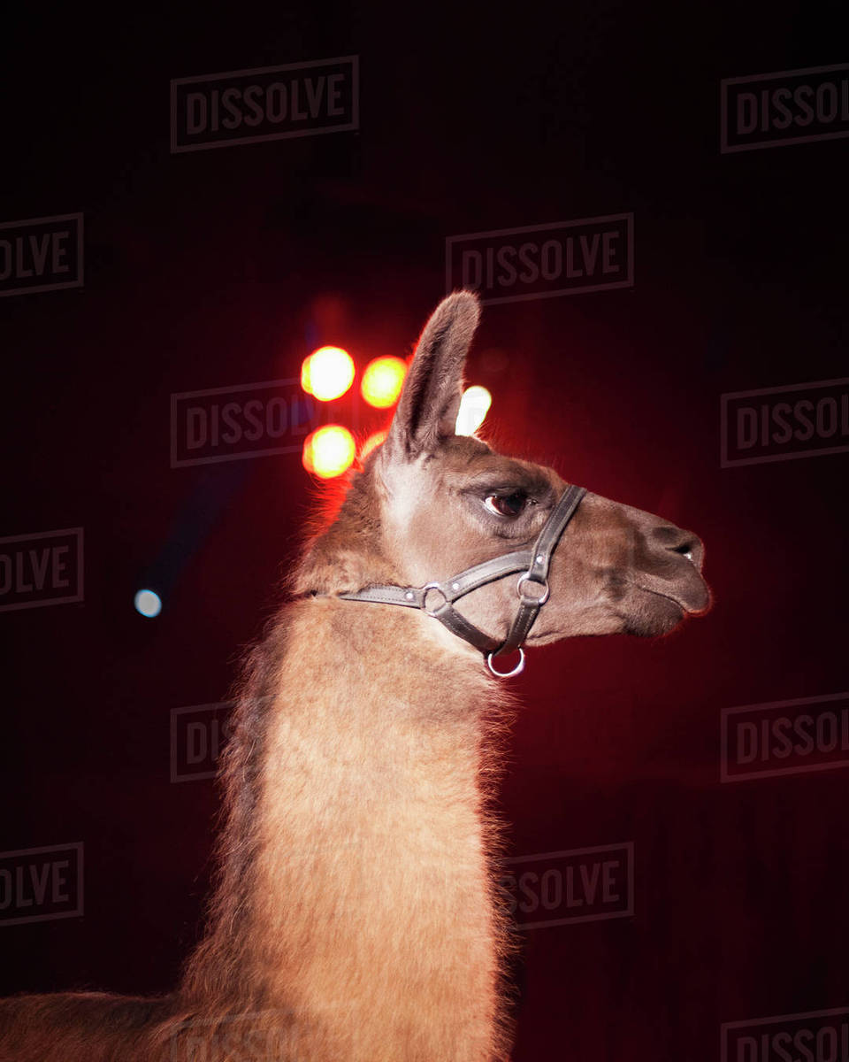 Side view of llama at night - Royalty-free Stock Photo | Dissolve
