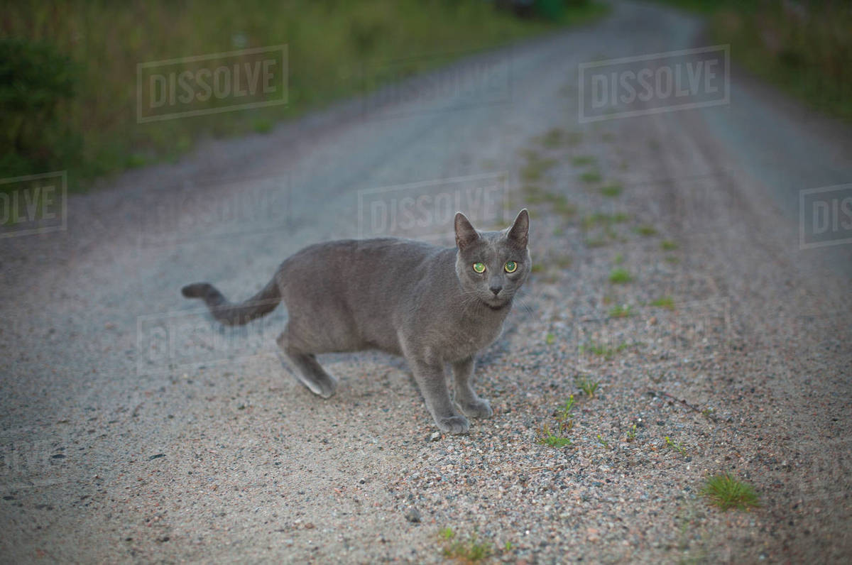 Full length view of gray cat on road - Stock Photo - Dissolve