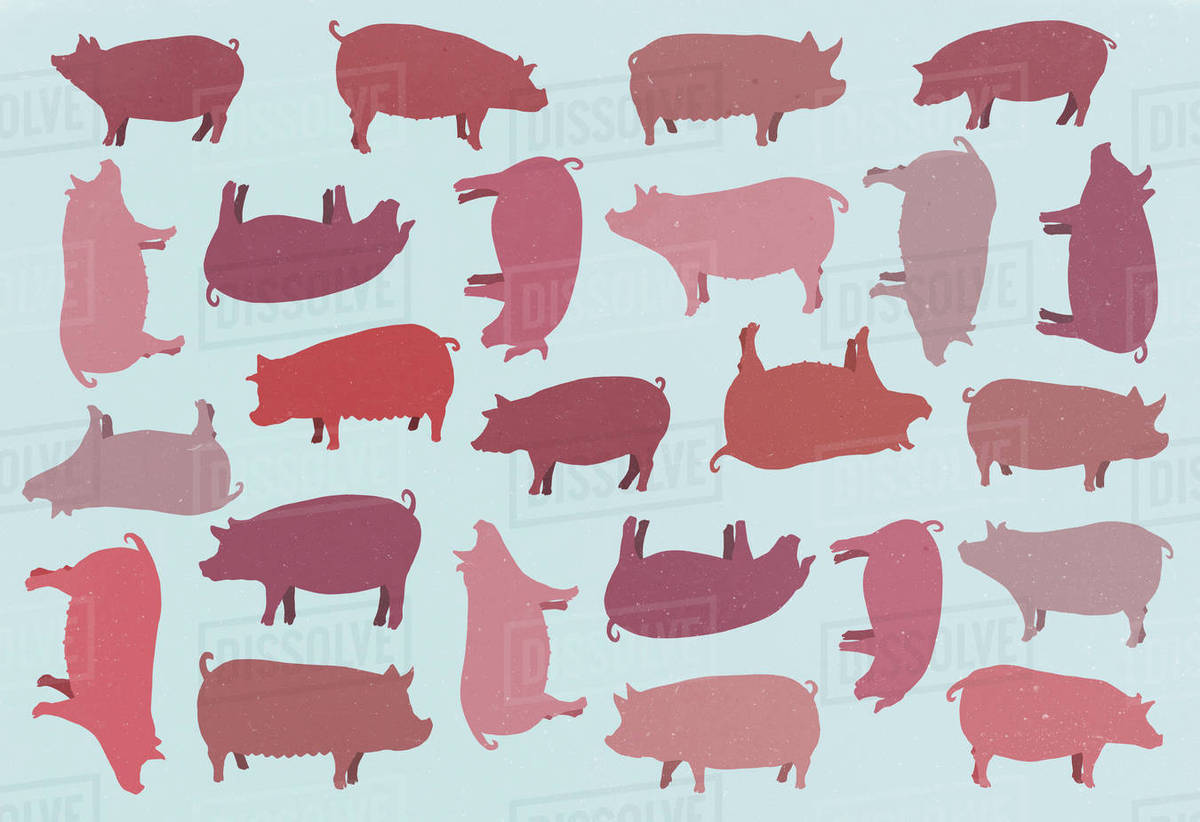 Full frame shot of pigs over blue background - Stock Photo - Dissolve