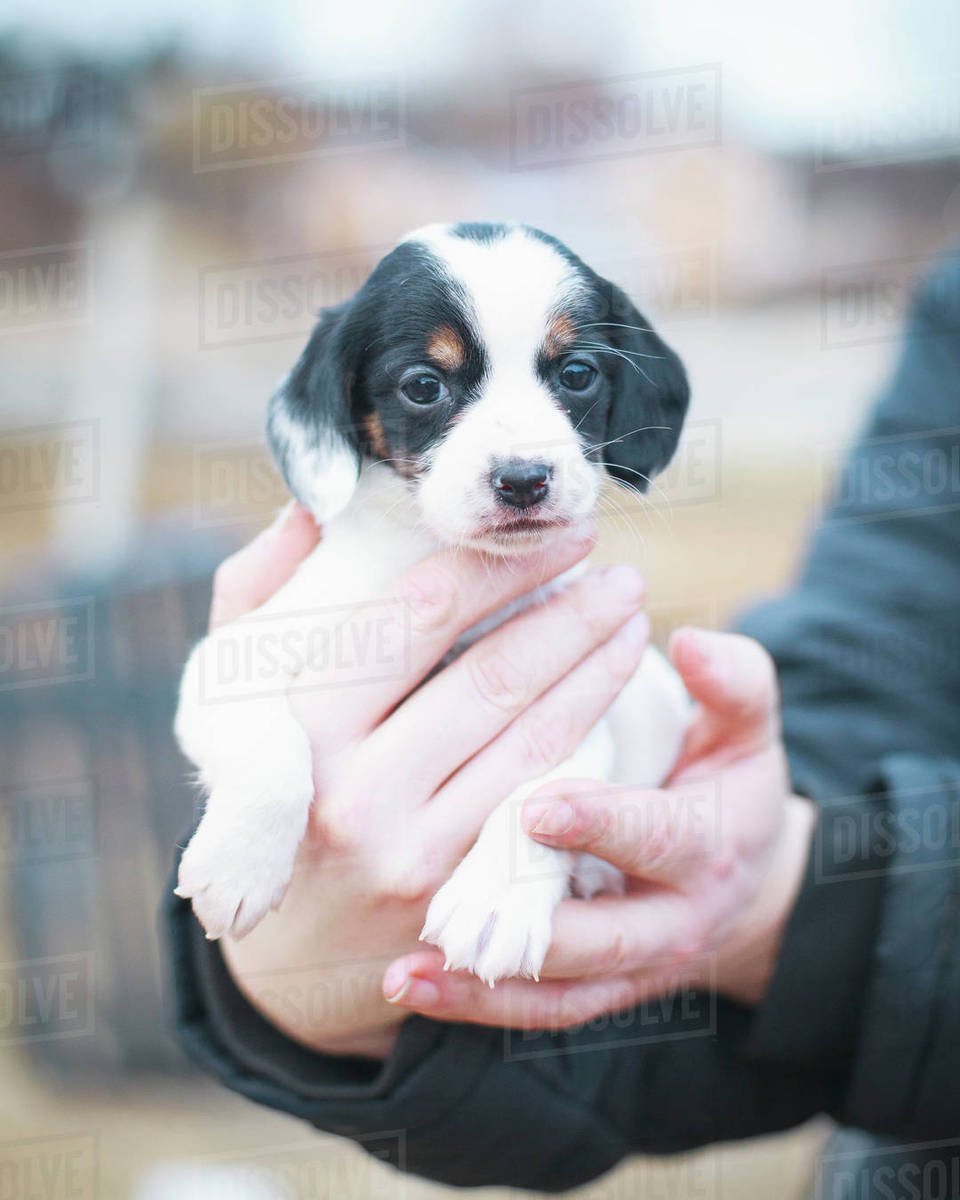 Cropped hand of person holding cute puppy - Royalty-free Stock Photo ...