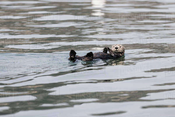 Otter floating on river - Stock Photo - Dissolve