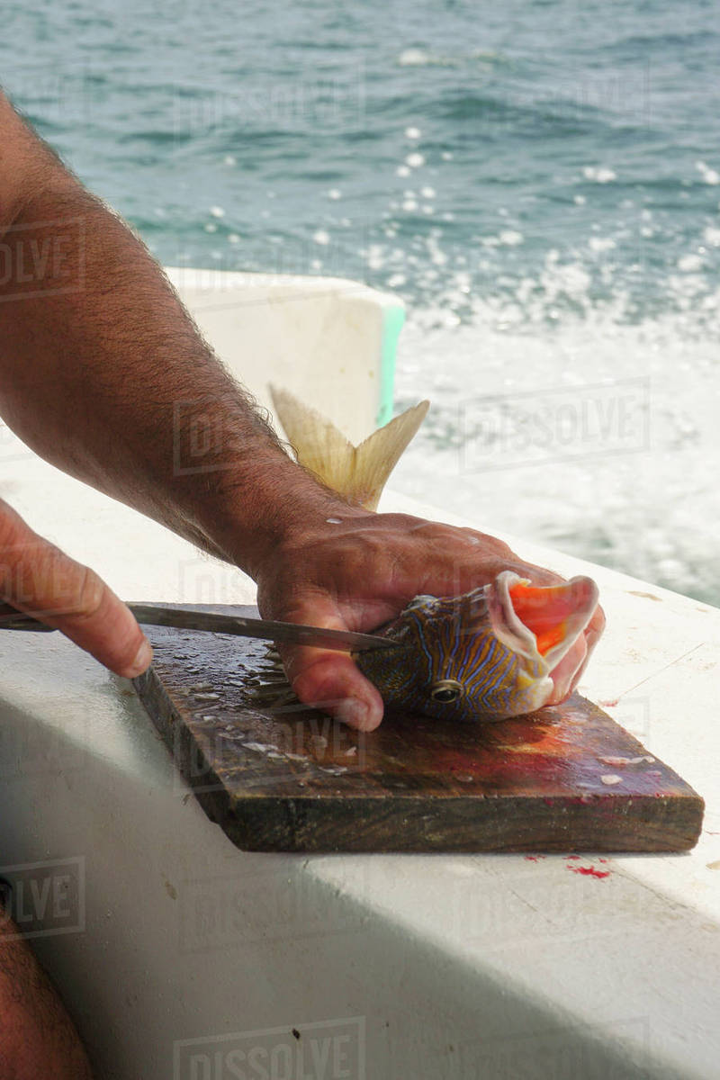 Cropped image of man cutting fish on boat - Royalty-free Stock Photo ...
