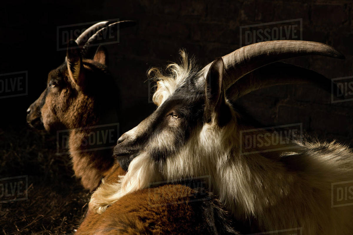 Bearded goat - Royalty-free Stock Photo | Dissolve