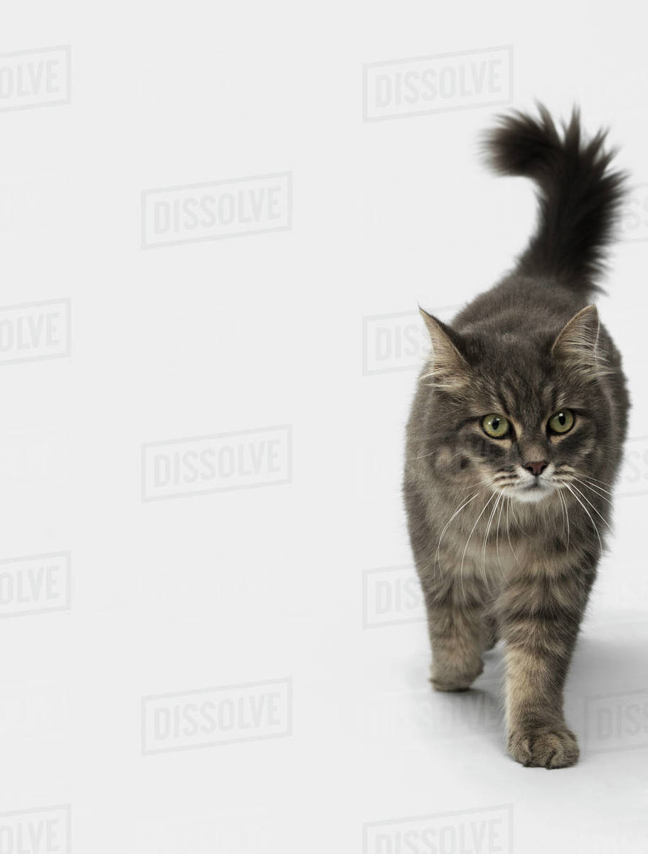 Cat walking on white background - Royalty-free Stock Photo | Dissolve