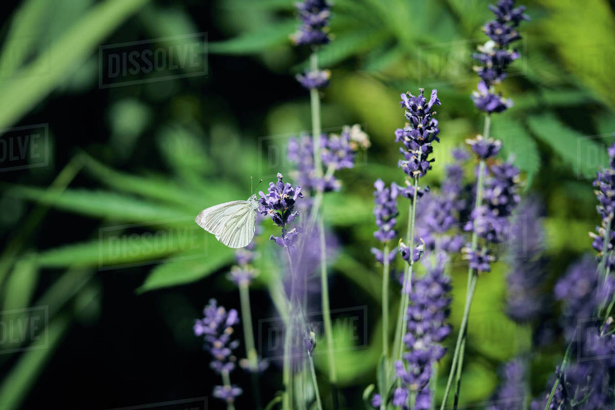 A butterfly on lavender - Royalty-free Stock Photo | Dissolve