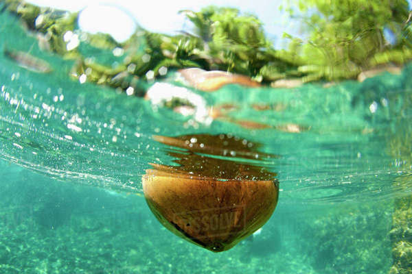 Coconut floating in tropical ocean, Puerto Vallarta, Jalisco, Mexico ...
