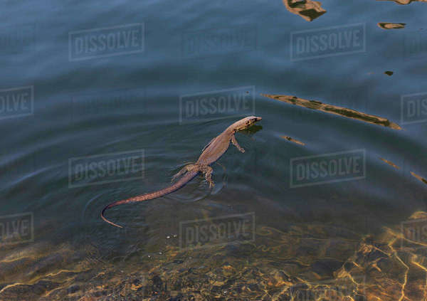 Monitor lizard swimming in sunny water - Stock Photo - Dissolve