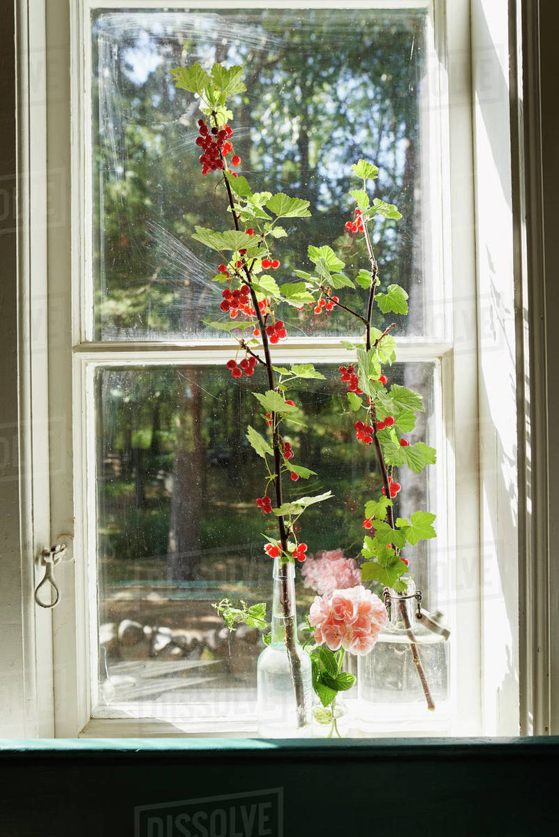 Red berries growing on branches in sunny window - Stock Photo - Dissolve