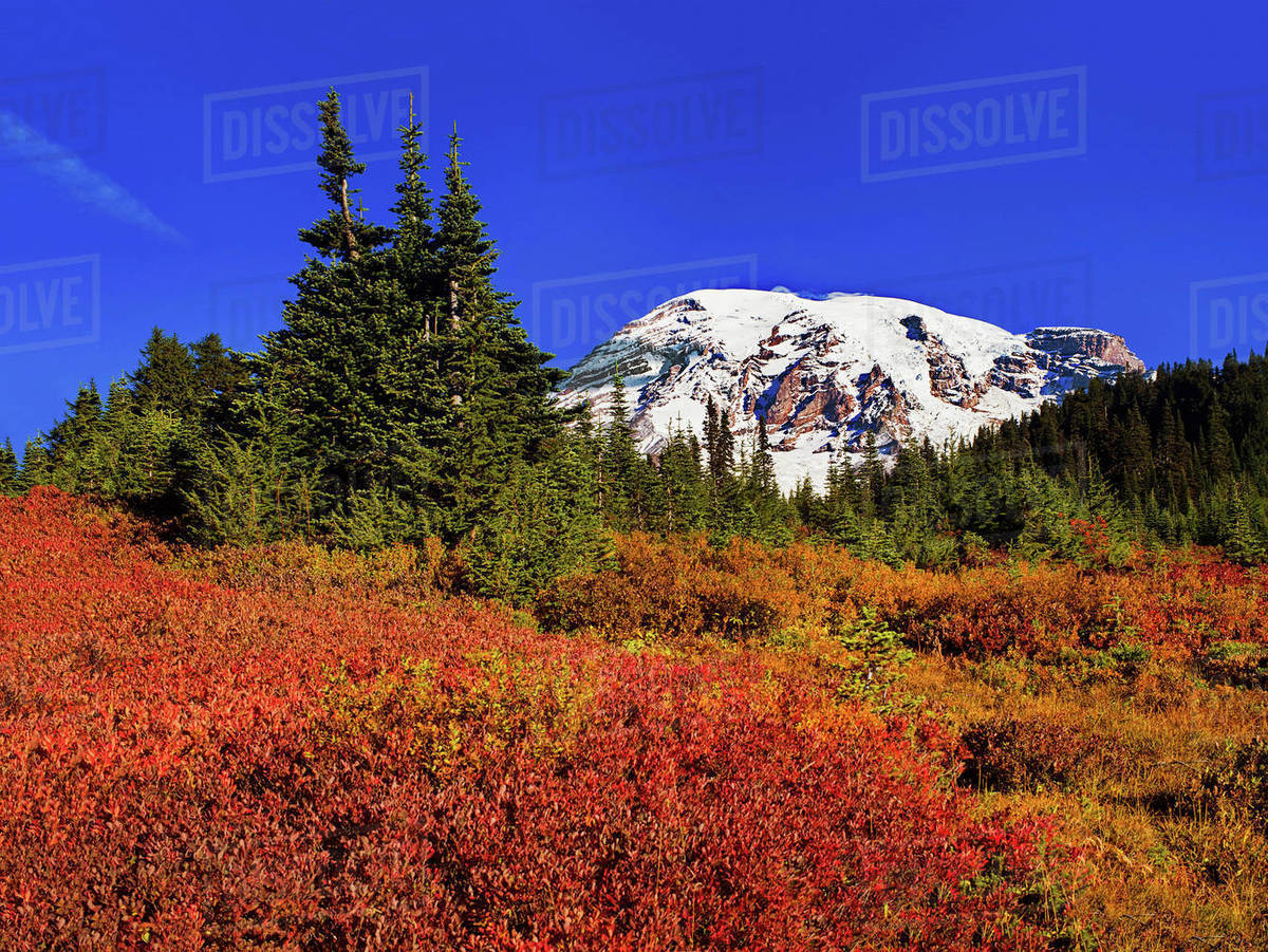 Trees and vibrant foliage below Mount Rainier, Rainier National Park ...