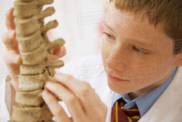 Curious junior high school boy student examining spine model - Royalty ...