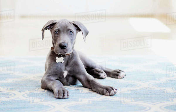 Portrait cute gray Great Dane puppy on rug - Stock Photo - Dissolve