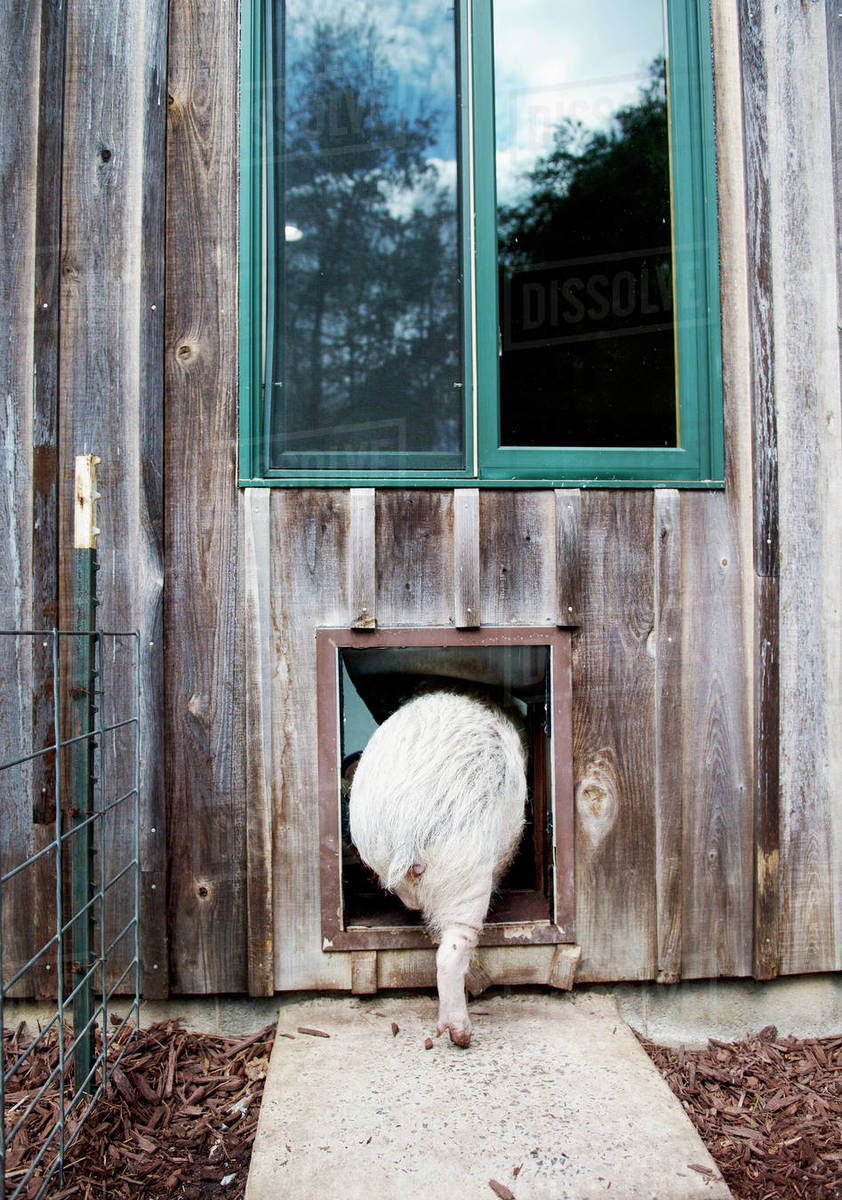 Pig entering pig door flap - Royalty-free Stock Photo | Dissolve