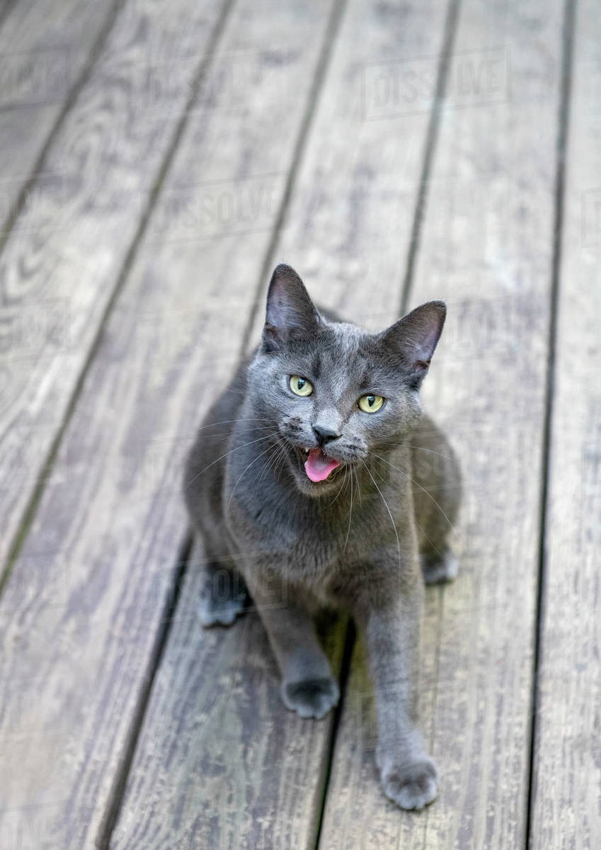 Portrait angry gray cat - Stock Photo - Dissolve