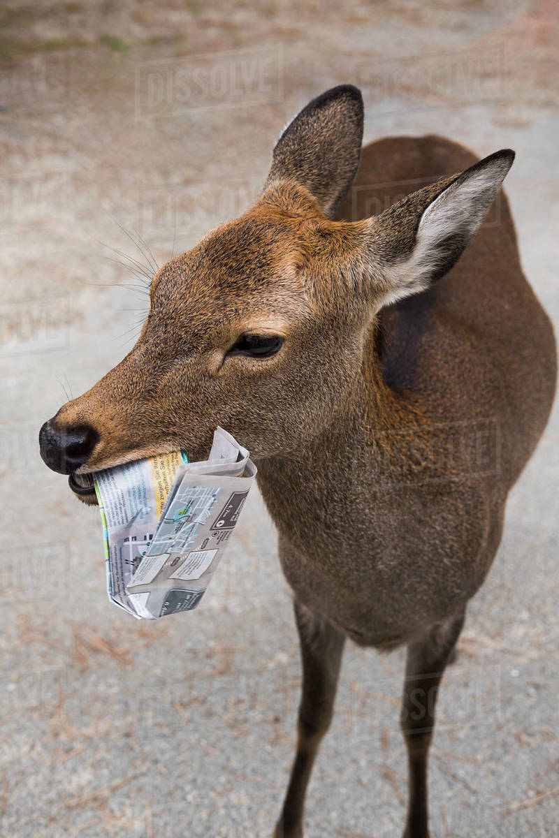 Close up deer chewing on tourist map, Nara Park, Nara, Japan - Royalty ...