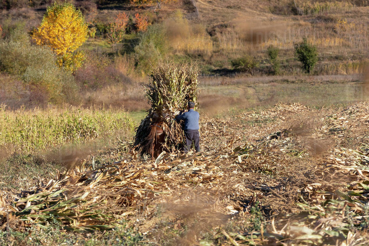 Farmer making corn stack in sunny rural field, Albania - Royalty-free ...