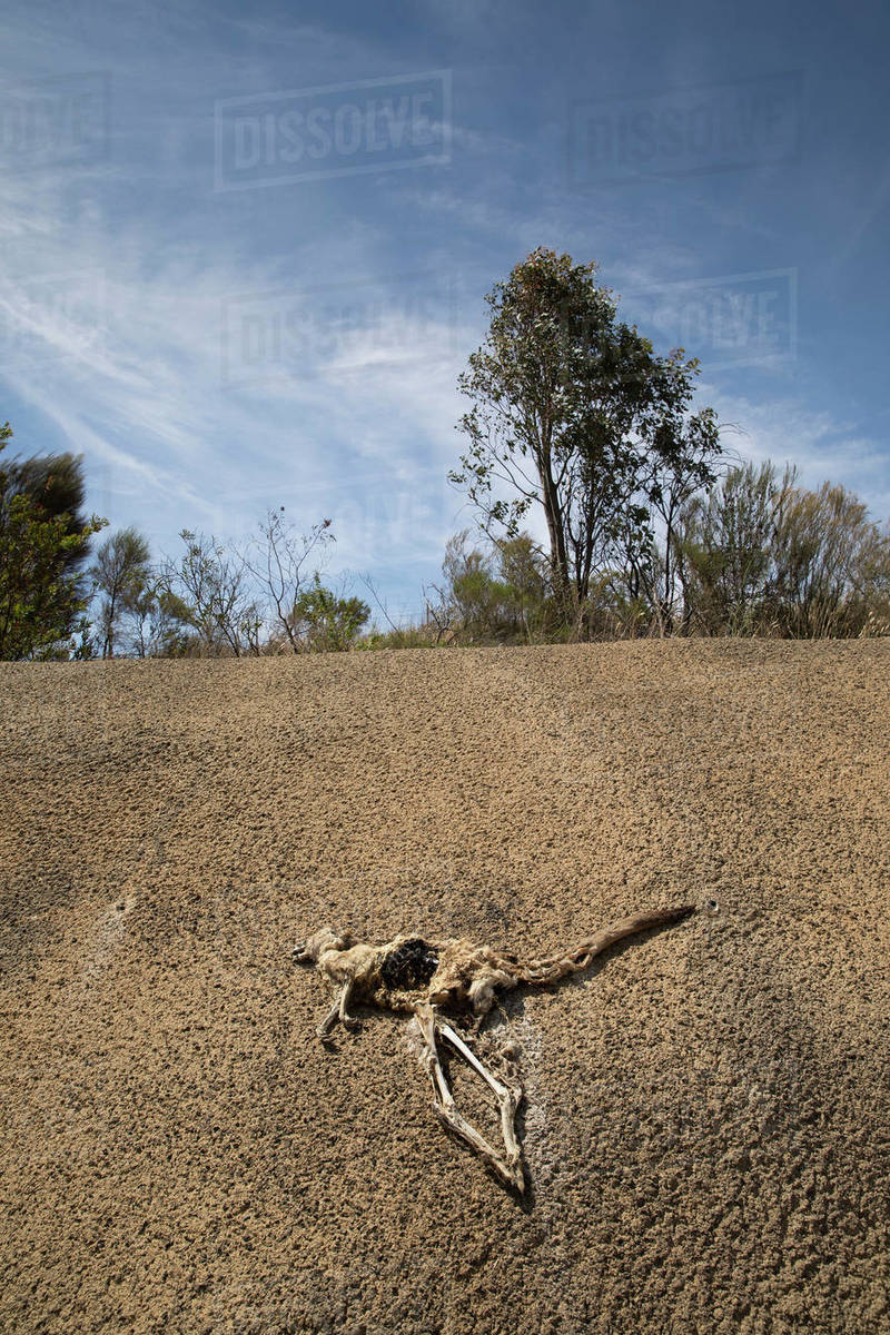 Dead kangaroo carcass on sunny cracked hillside, Heathcote, Australia ...