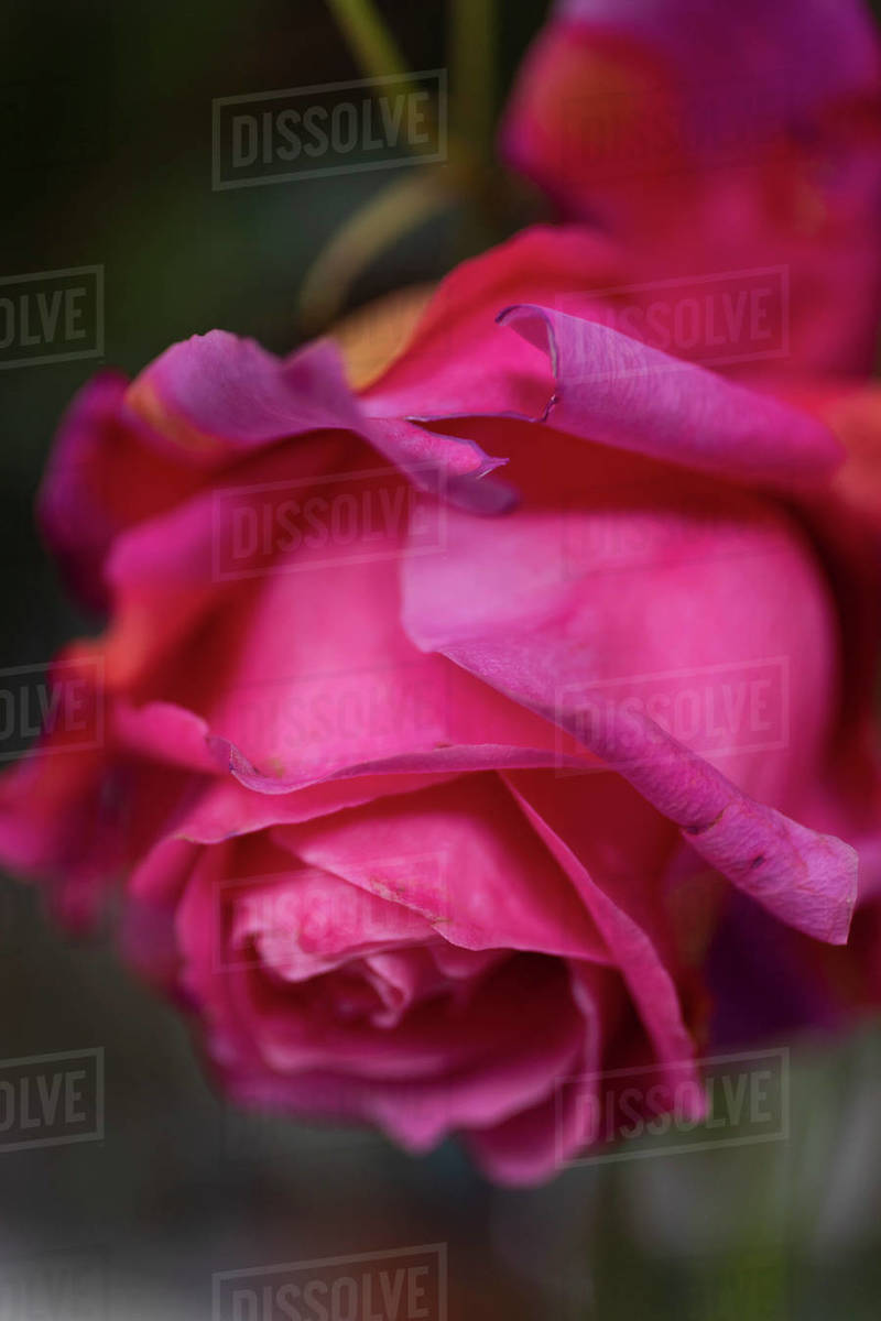 Close up beautiful raspberry pink rose - Royalty-free Stock Photo ...