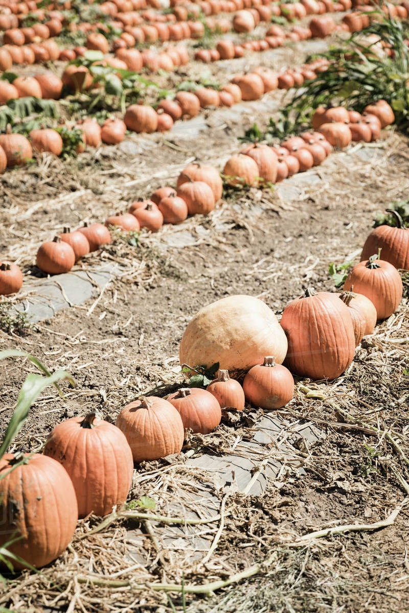 Harvested pumpkins in sunny farm field - Royalty-free Stock Photo ...