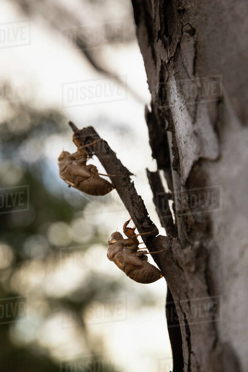 Two brown Cicada husks on tree trunk bark - Royalty-free Stock Photo ...