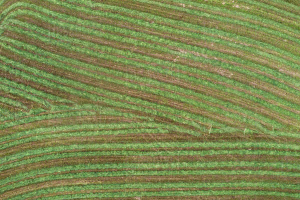 Aerial view rows of harvested green hay forming line pattern in ...