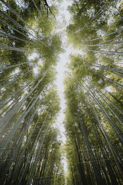 View from below tall bamboo trees growing in forest, Kyoto, Japan ...