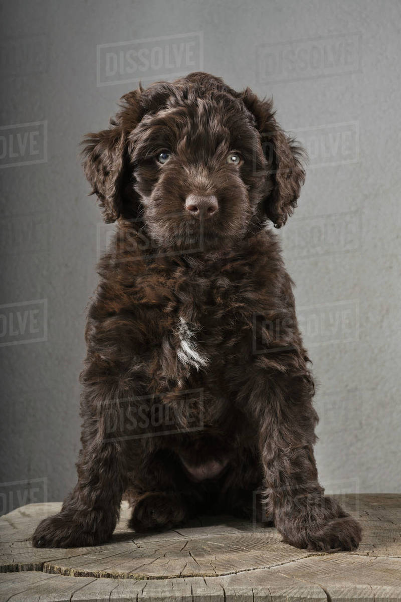 Studio portrait cute brown Cockapoo on wood stump - Stock Photo - Dissolve
