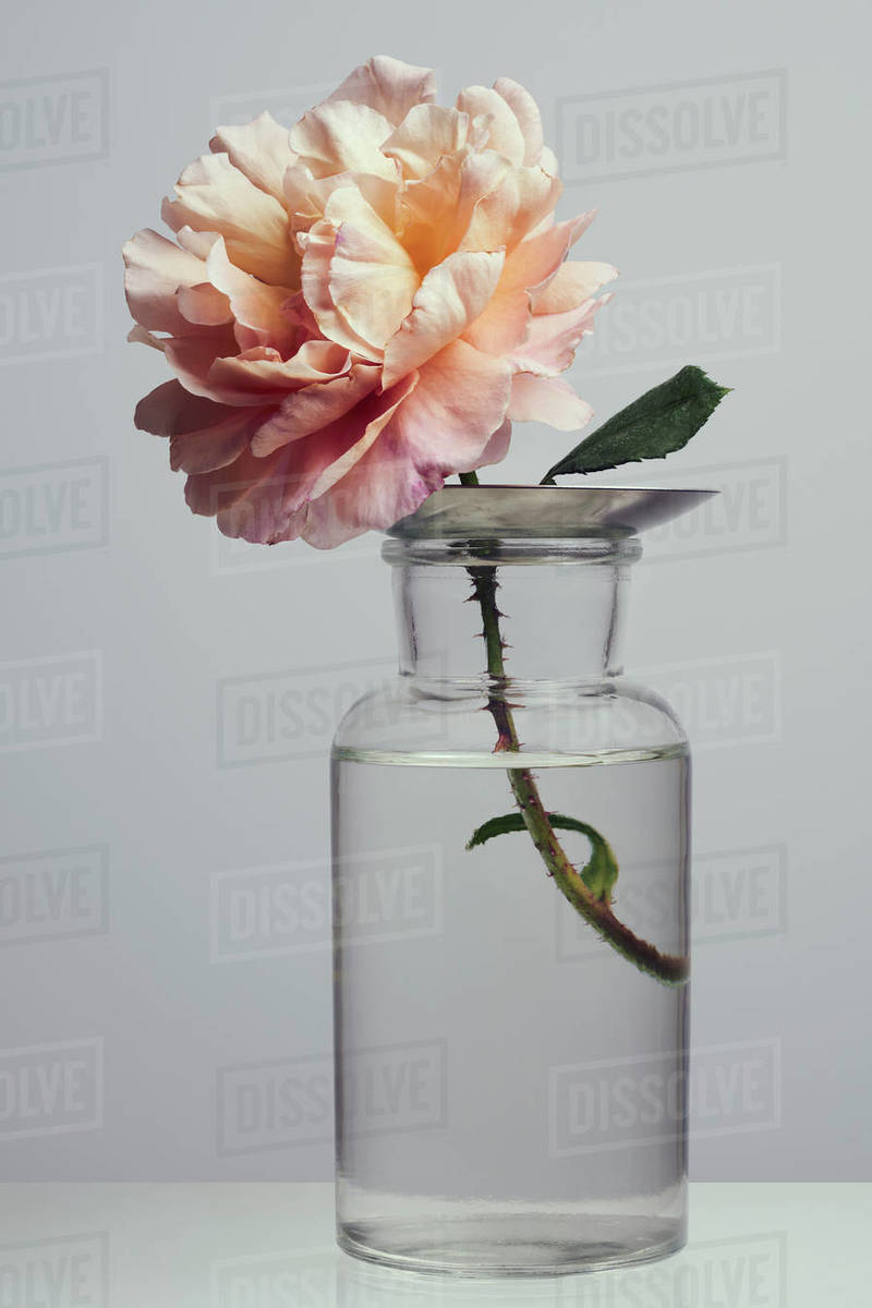 Pink rose in vase on white background - Stock Photo - Dissolve