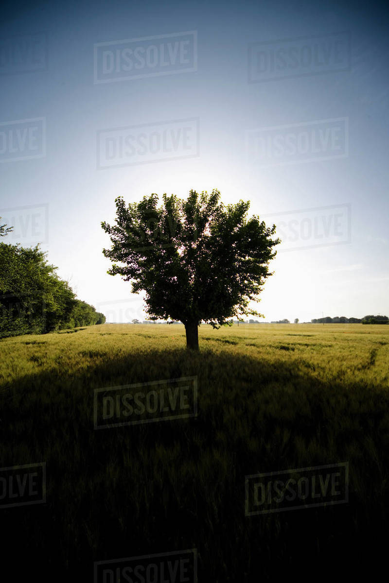 Tree casting a shadow on a field - Royalty-free Stock Photo | Dissolve