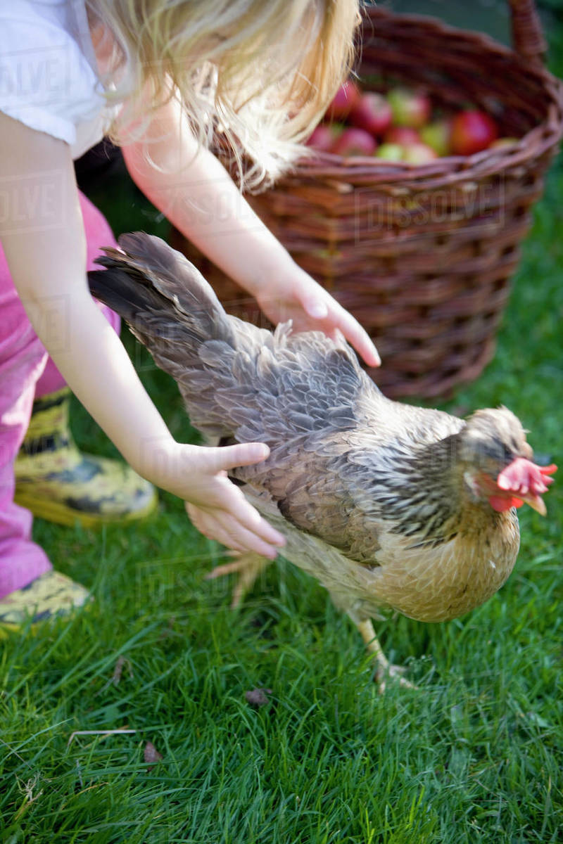 Young girl trying to catch a chicken - Royalty-free Stock Photo | Dissolve