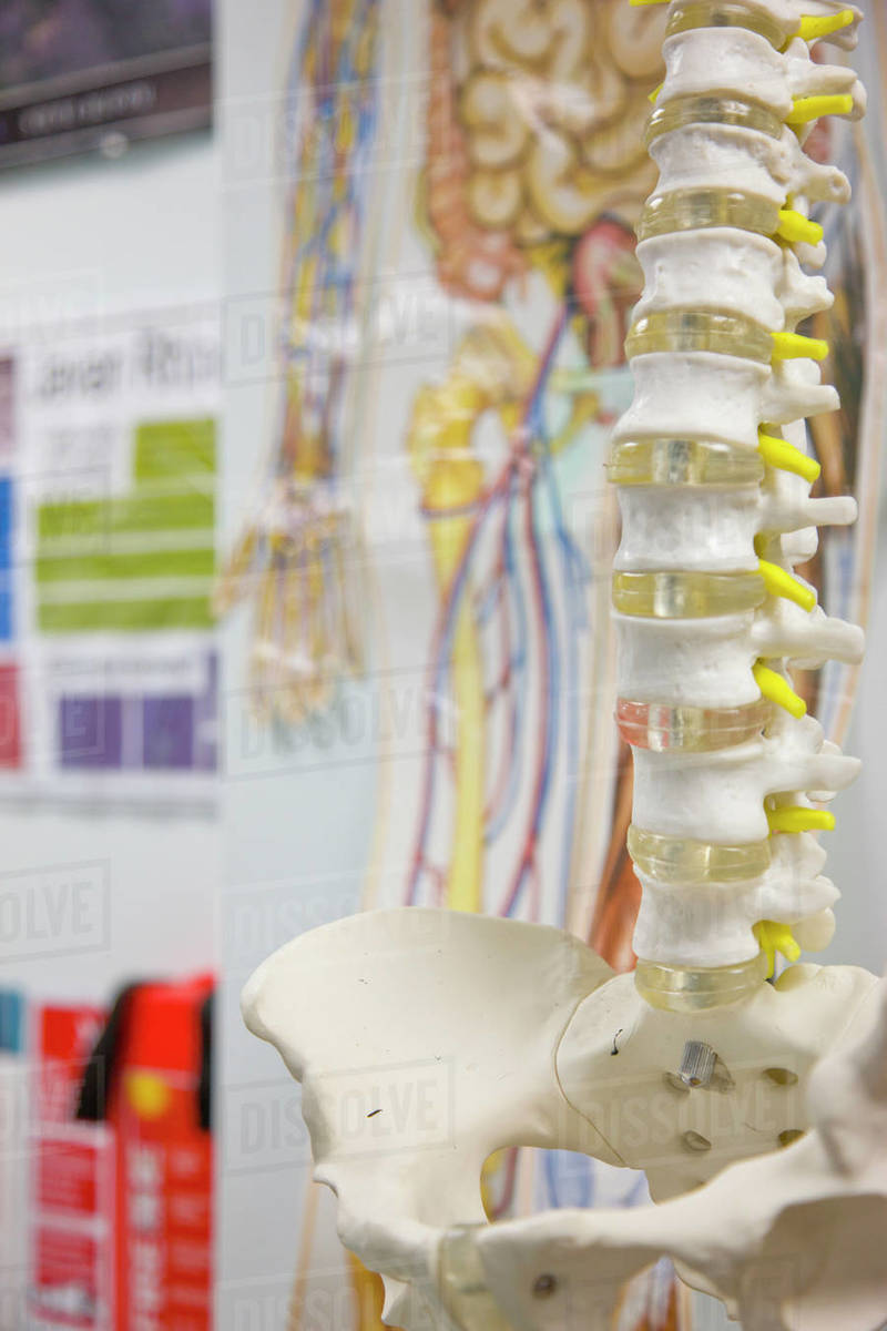 Close up of an anatomical model of the spinal column and pelvis in a ...