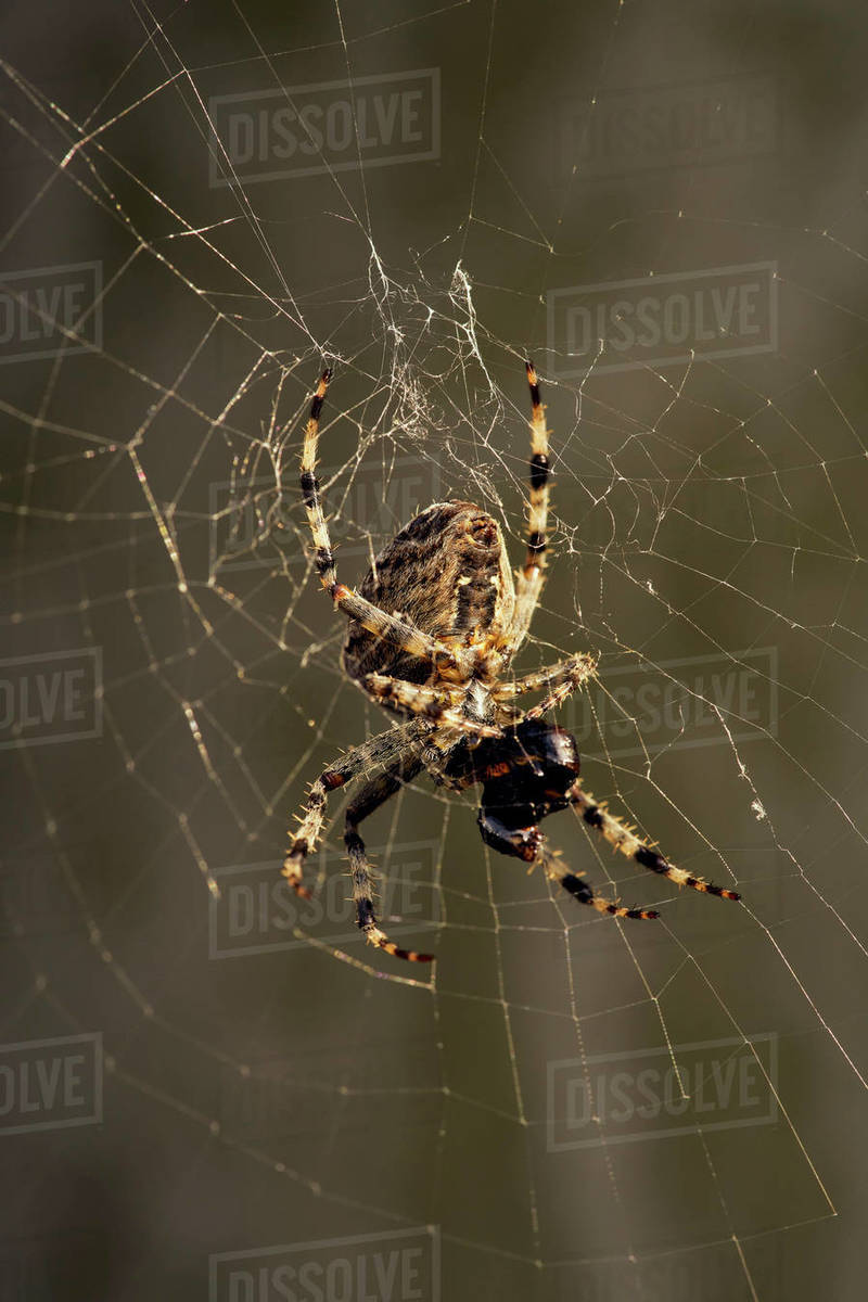 Close up cross spider catching insect in spider web - Royalty-free ...