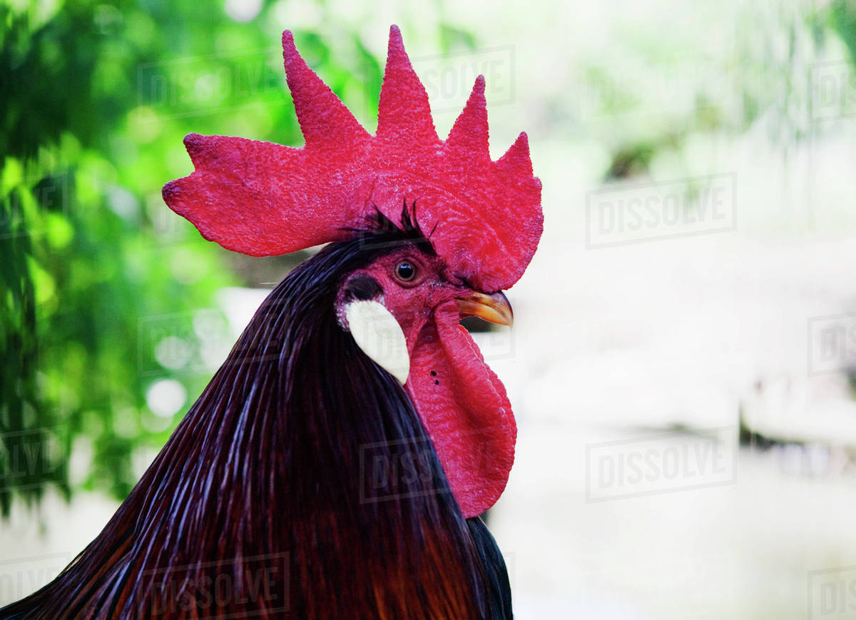 Side view of a rooster - Royalty-free Stock Photo | Dissolve