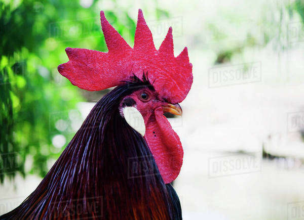Side view of a rooster - Royalty-free Stock Photo | Dissolve