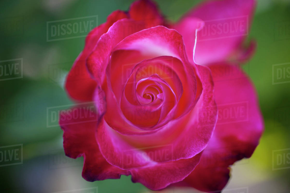 A prink rose - Royalty-free Stock Photo | Dissolve