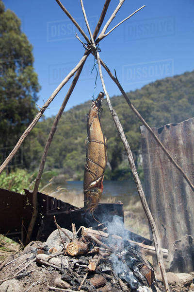 A fish cooking over a campfire - Stock Photo - Dissolve