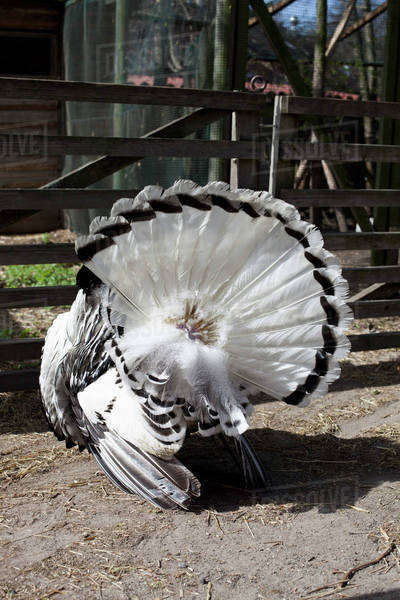 Rear view of a captive turkey on a farm - Royalty-free Stock Photo ...