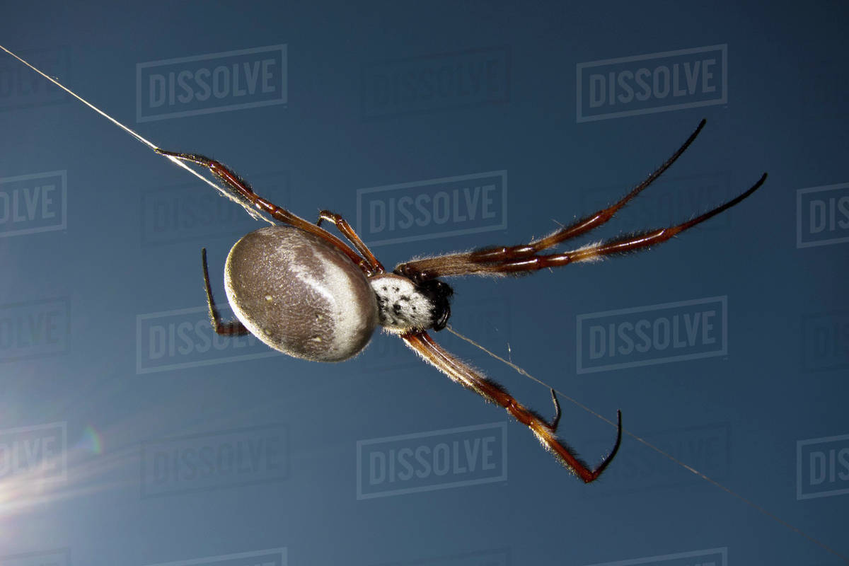 A spider crawling down a web - Royalty-free Stock Photo | Dissolve