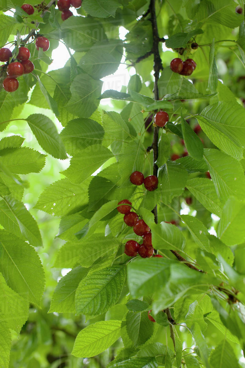 Cherries hanging from a cherry tree - Stock Photo - Dissolve