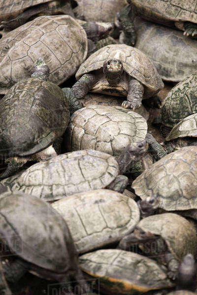 A bale of turtles - Royalty-free Stock Photo | Dissolve